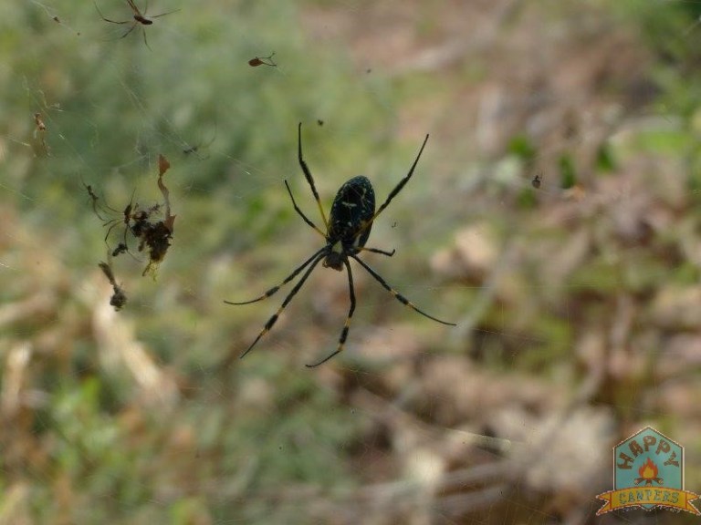 Camp Resort Review | Kyleu Bush Camp – Happy Campers SA